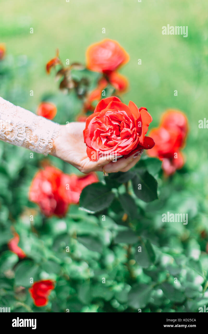 The hand of the bride is touching the red rose Stock Photo - Alamy