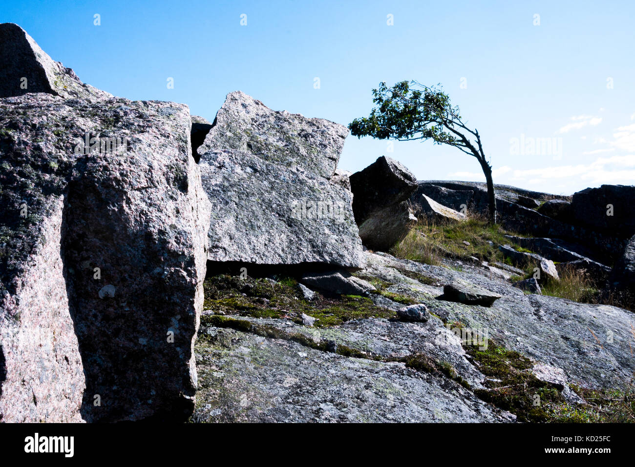 Windy tree hi-res stock photography and images - Alamy