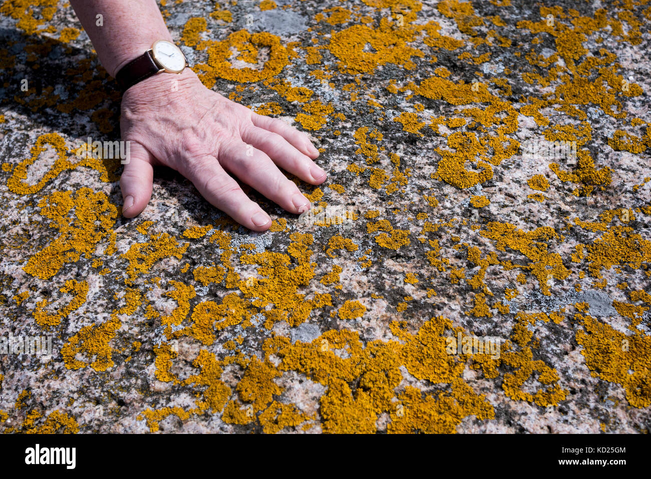 Hand on rock Stock Photo - Alamy