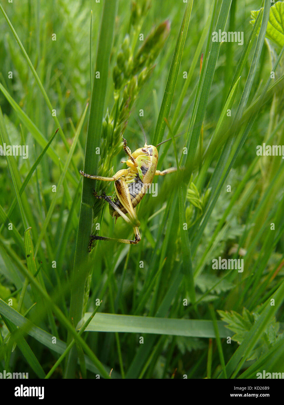 The yellow grasshopper Stock Photo - Alamy