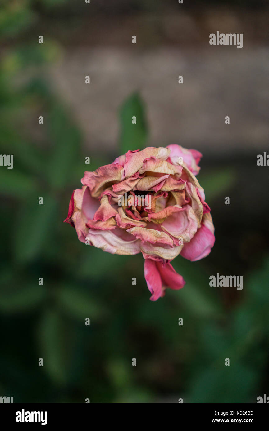Fading rose hi-res stock photography and images - Alamy