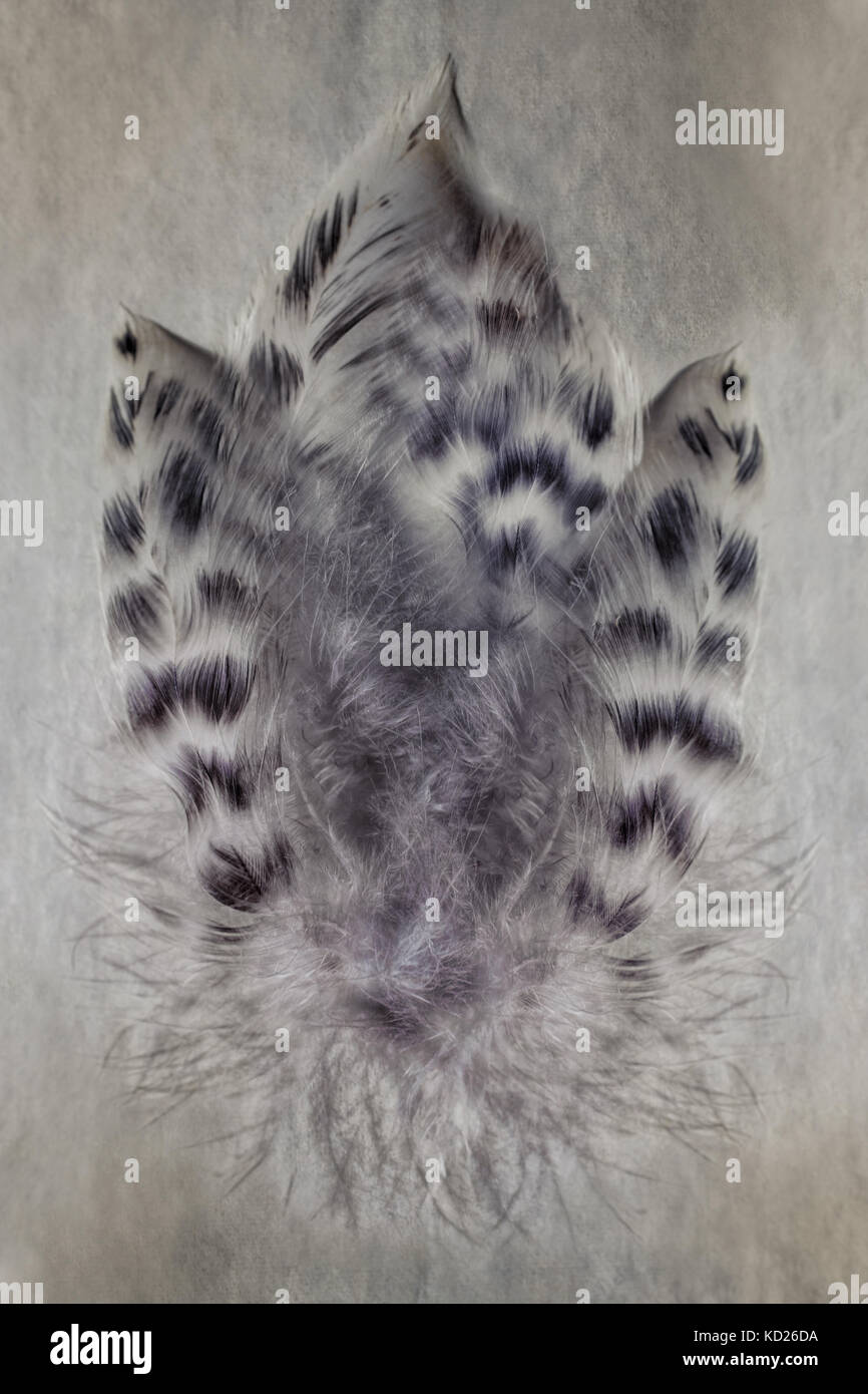 Spotty feather hi-res stock photography and images - Alamy