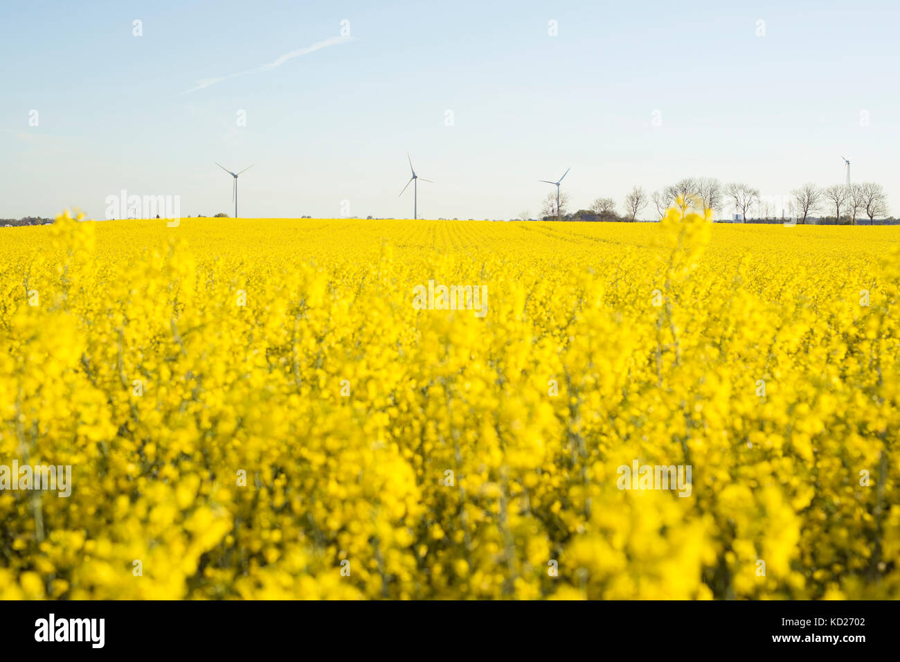 Canola field in bloom Stock Photo - Alamy