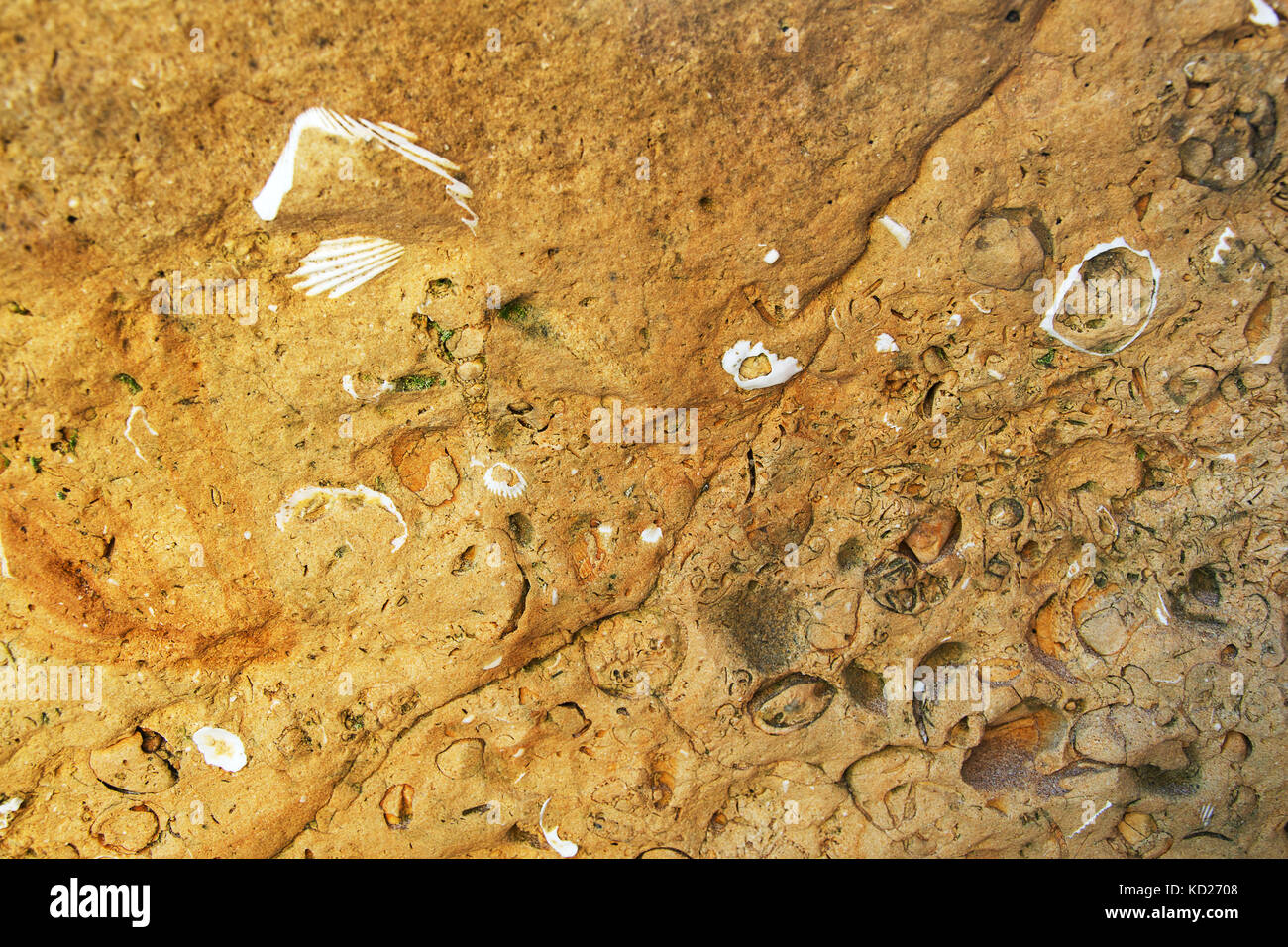 Fossil formation hi-res stock photography and images - Alamy