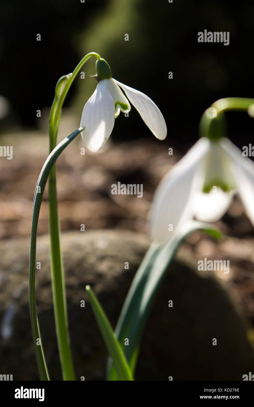 Snowdrops in spring Stock Photo - Alamy