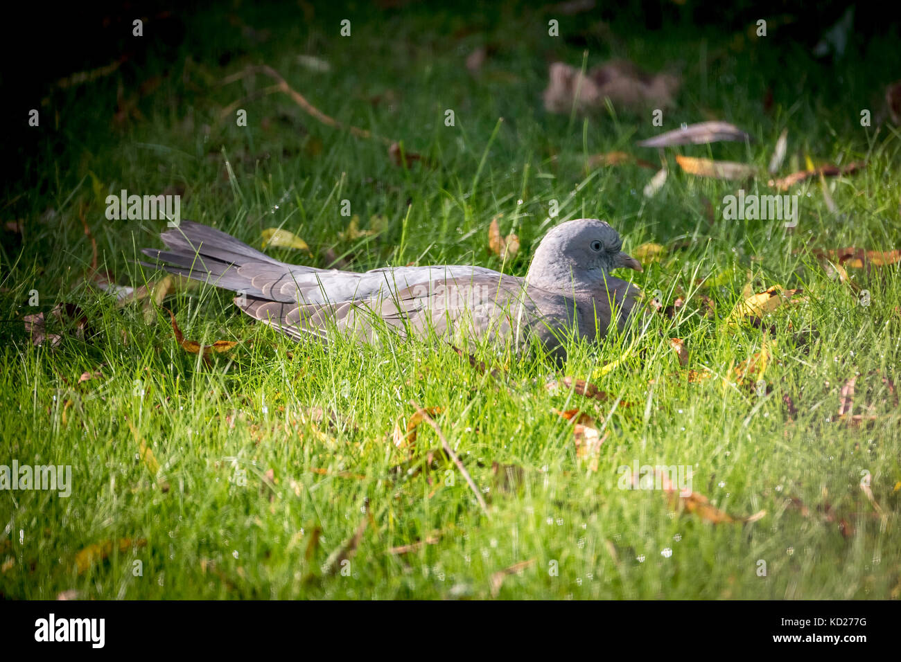 Feral pigeon resting in the sunshine on wet grass Stock Photo - Alamy