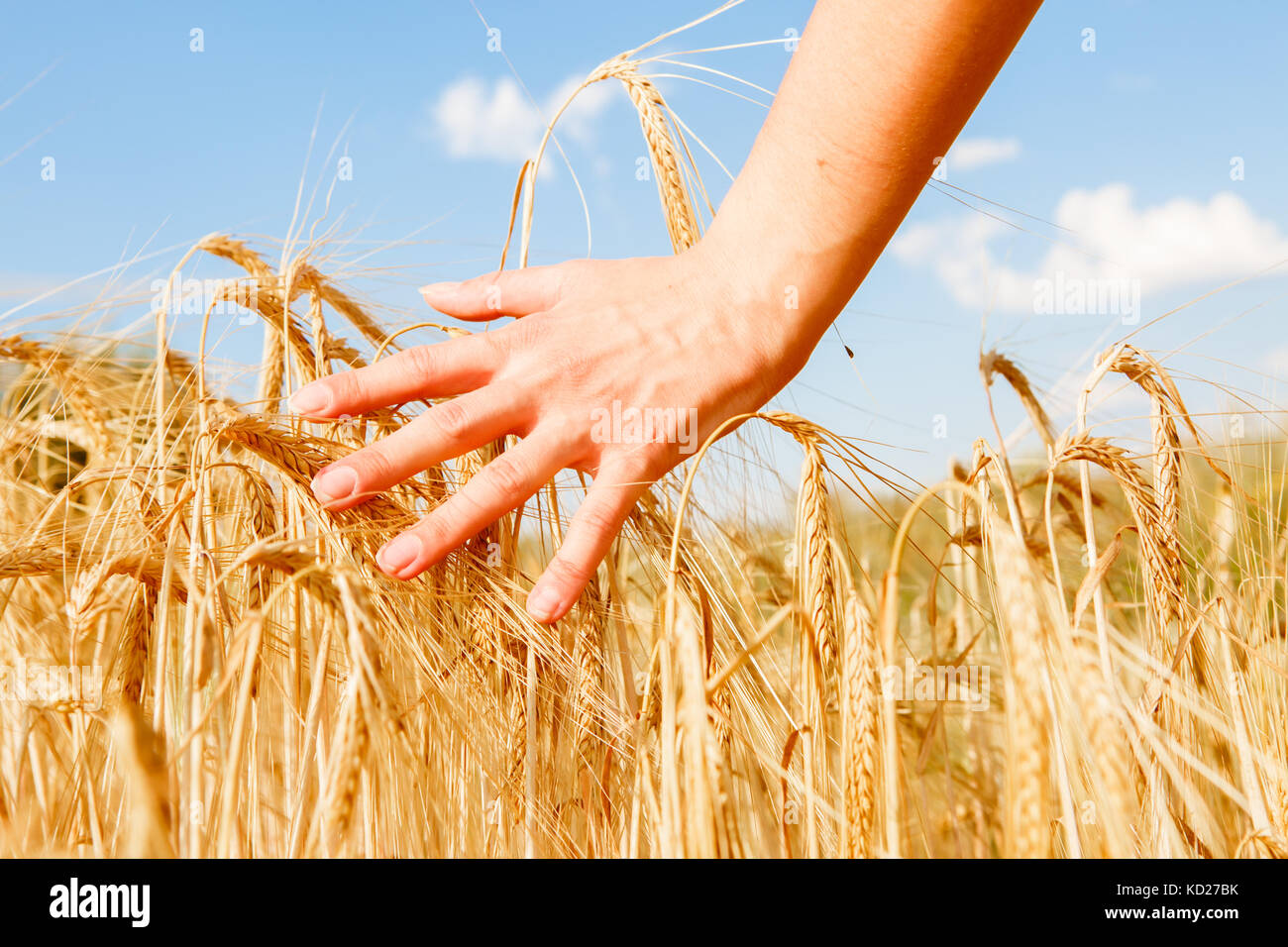 Photo of human touching spikelets of wheat Stock Photo - Alamy