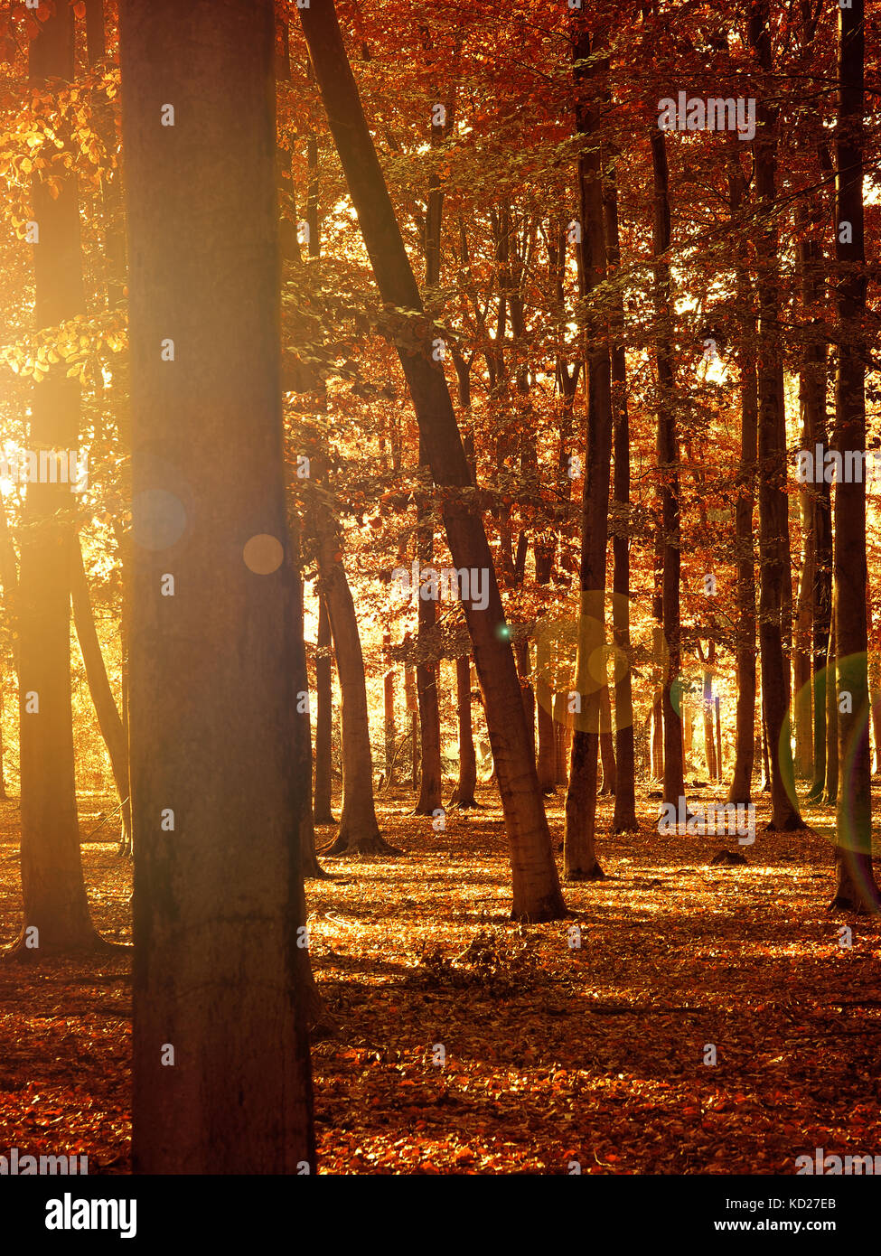 Beautiful seasonal background, sunrise or sunset in a beech forest ...