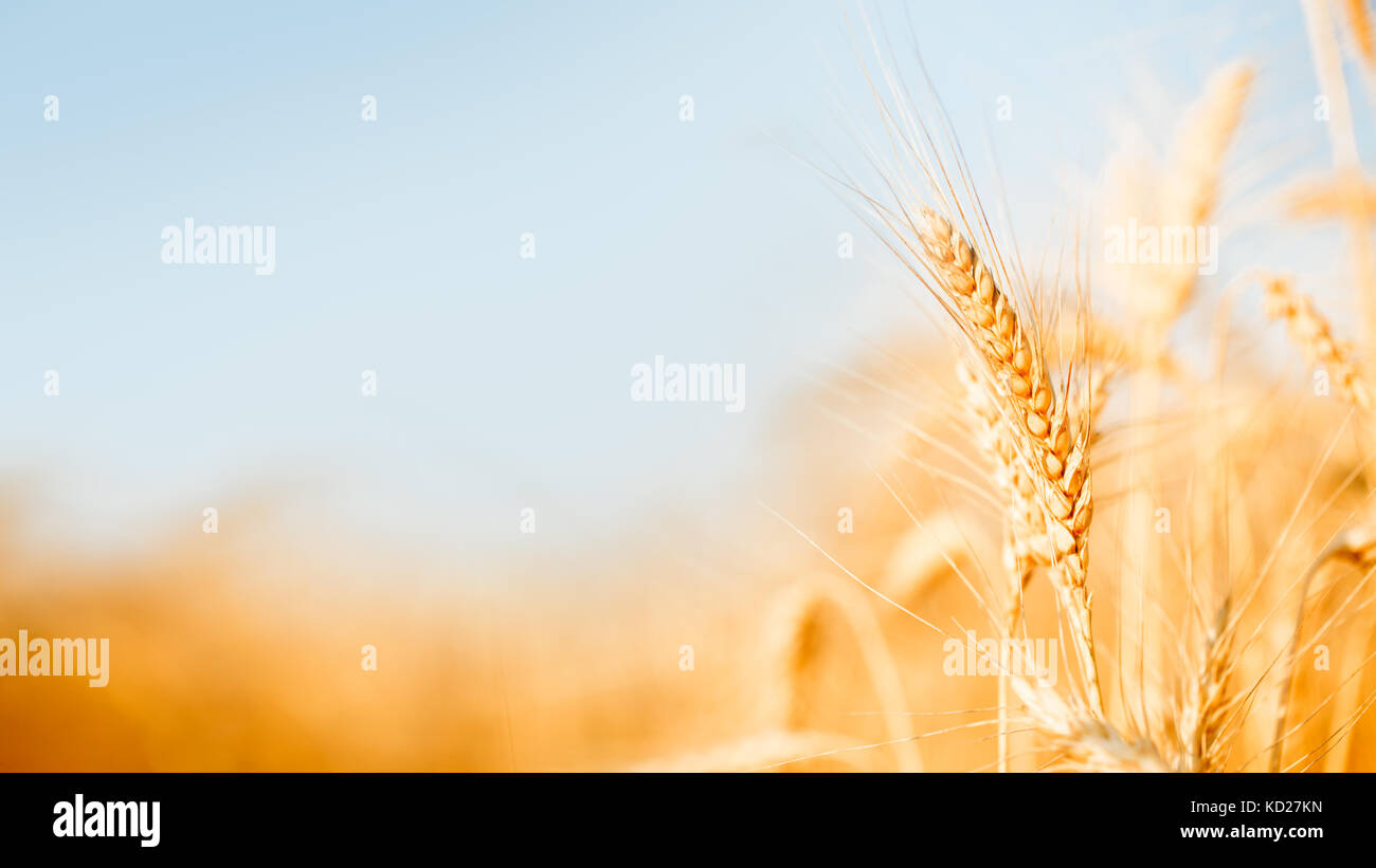 Photo of wheat spikelets in field Stock Photo - Alamy