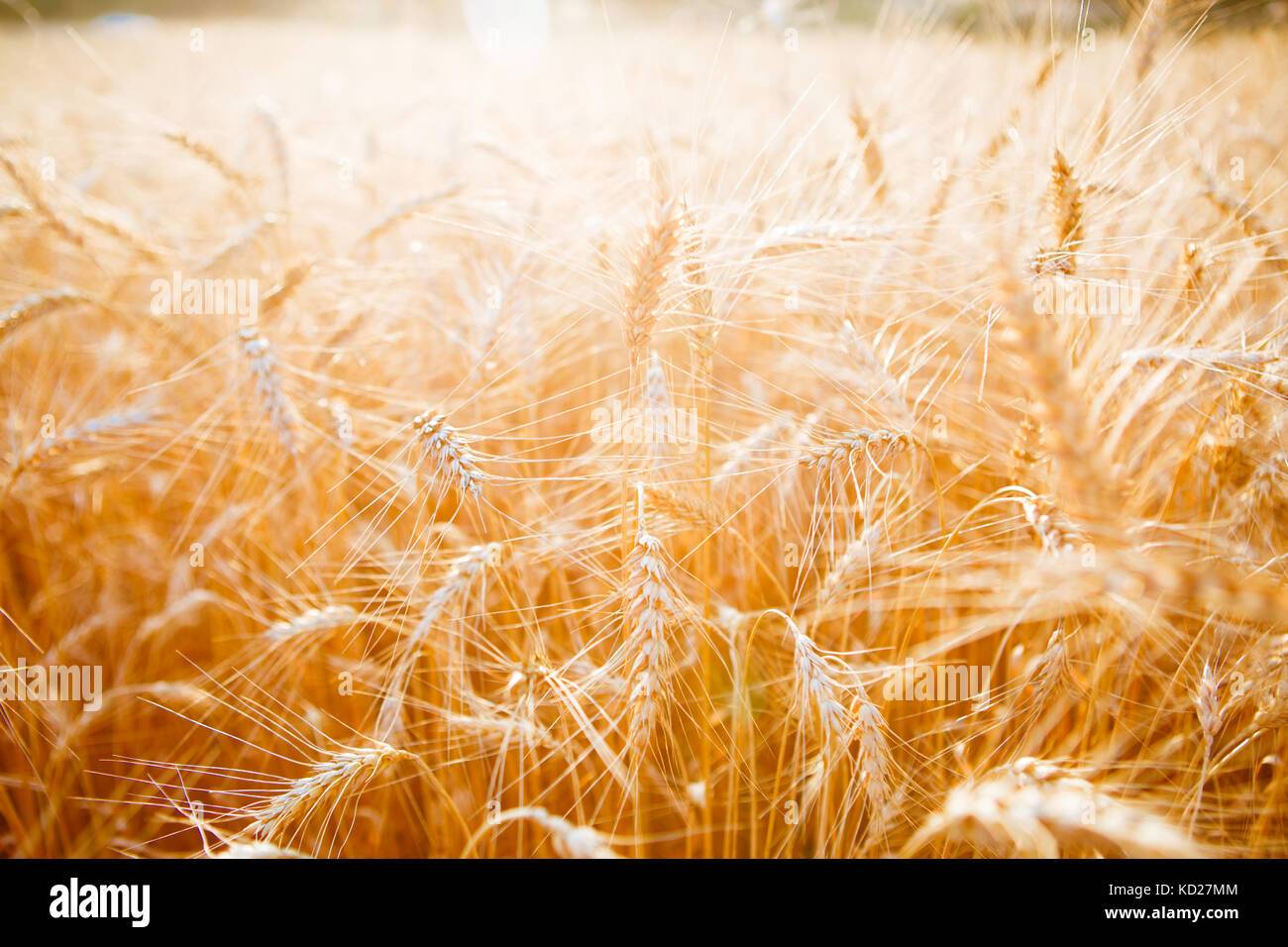 Picture of rye field in summer Stock Photo - Alamy
