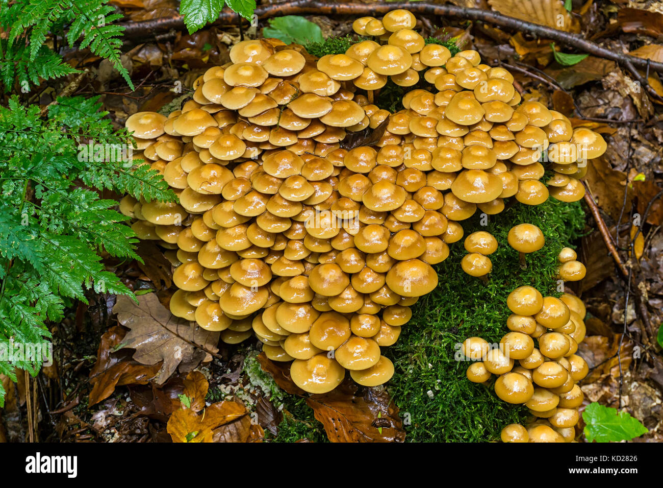 Fungus on tree stump hi-res stock photography and images - Alamy