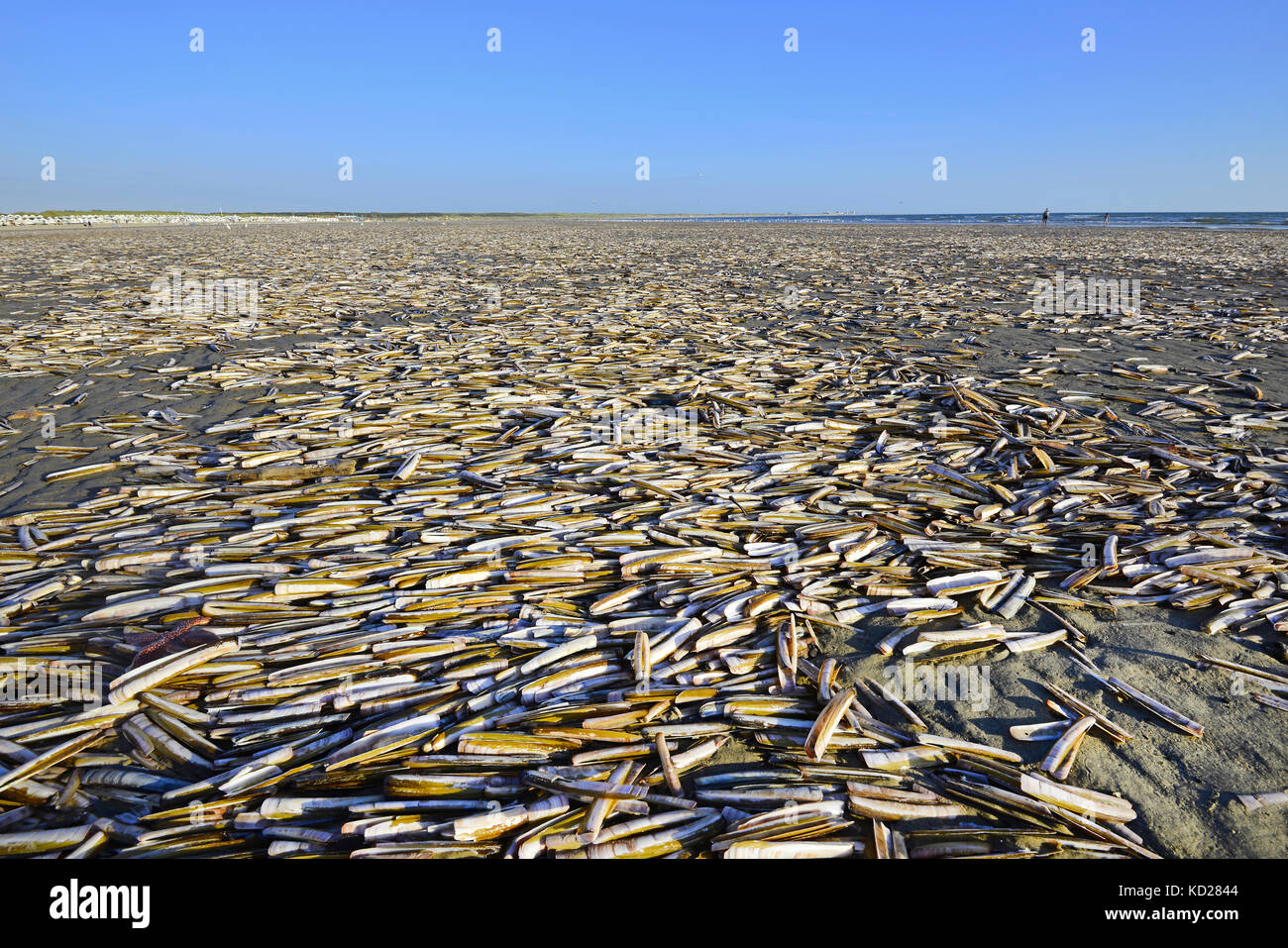 Many razor clams at coastline beach the Netherlands Stock Photo - Alamy