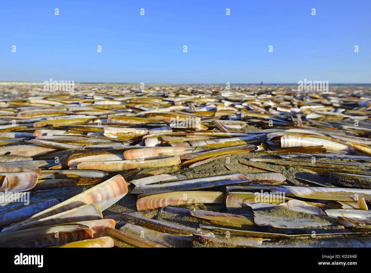 Many razor clams at coastline beach the Netherlands Stock Photo - Alamy