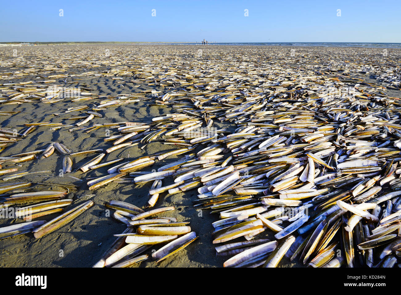 Many razor clams at coastline beach the Netherlands Stock Photo - Alamy