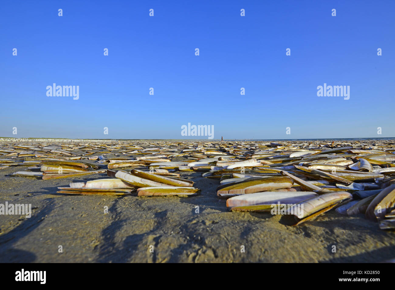 Many razor clams at coastline beach the Netherlands Stock Photo - Alamy