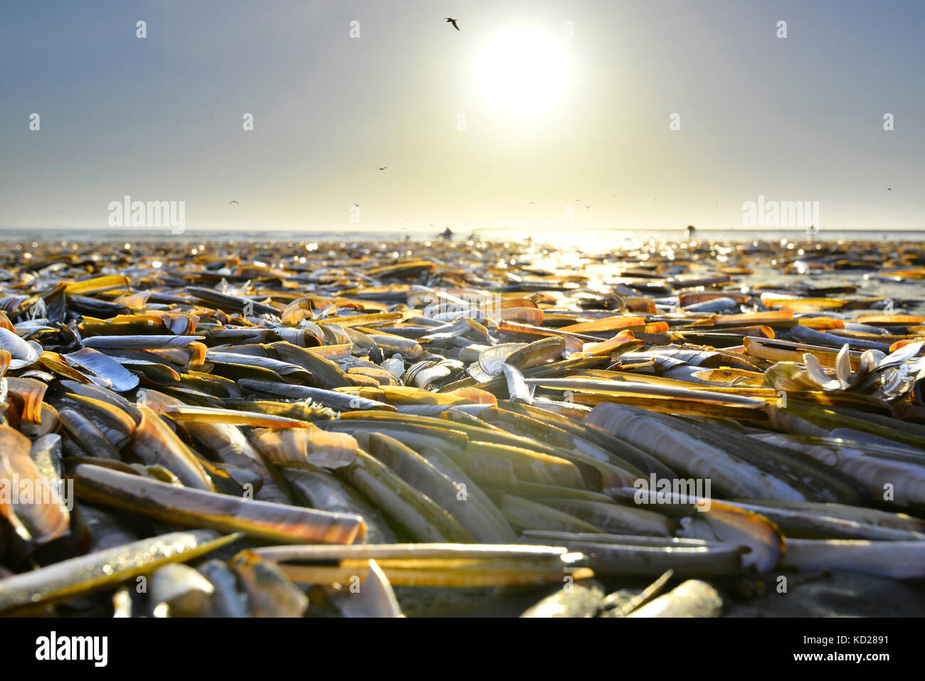 Many razor clams at coastline beach the Netherlands Stock Photo - Alamy