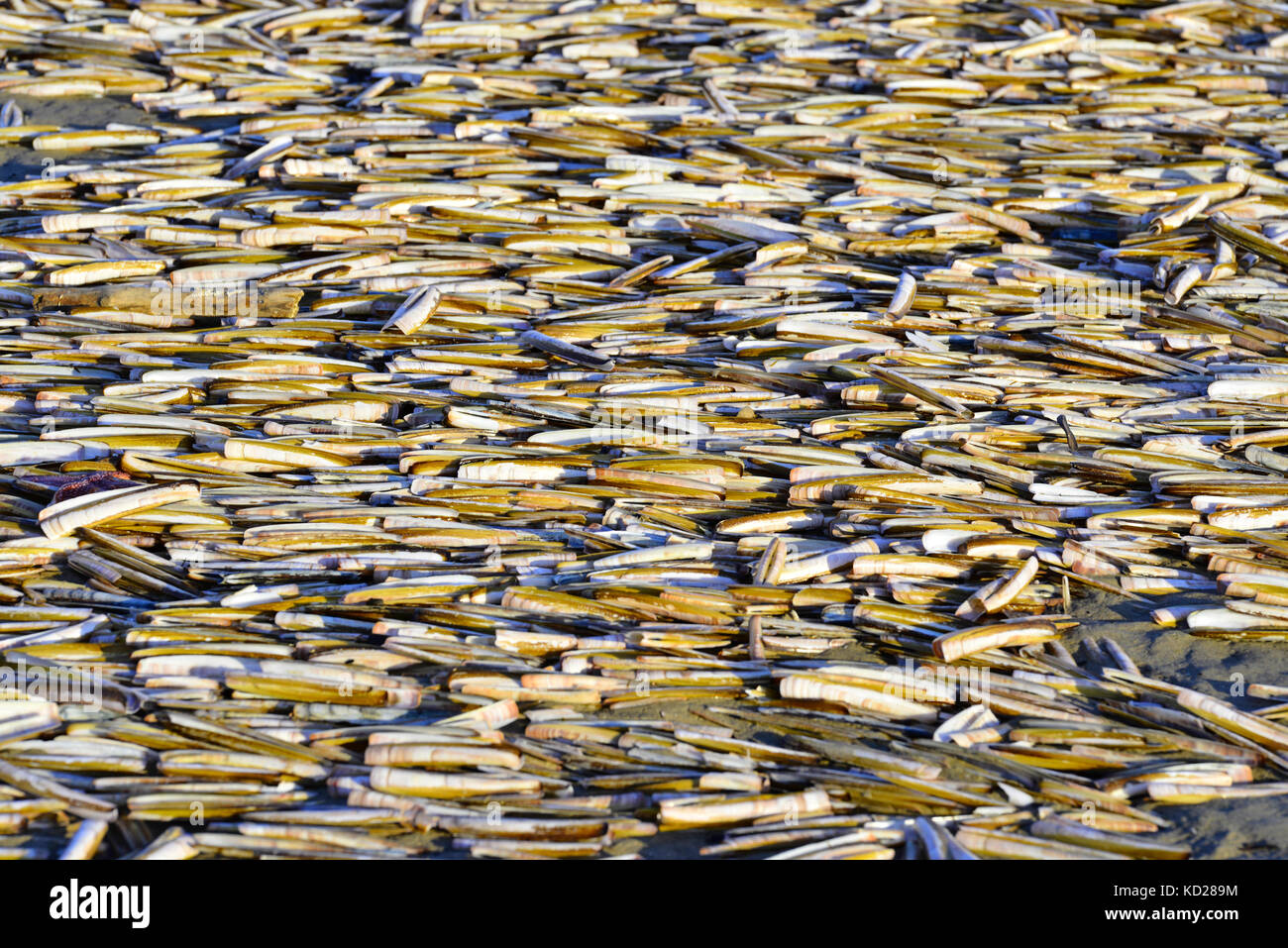 Many razor clams at coastline beach the Netherlands Stock Photo - Alamy