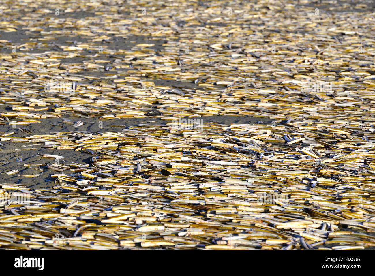 Many razor clams at coastline beach the Netherlands Stock Photo - Alamy