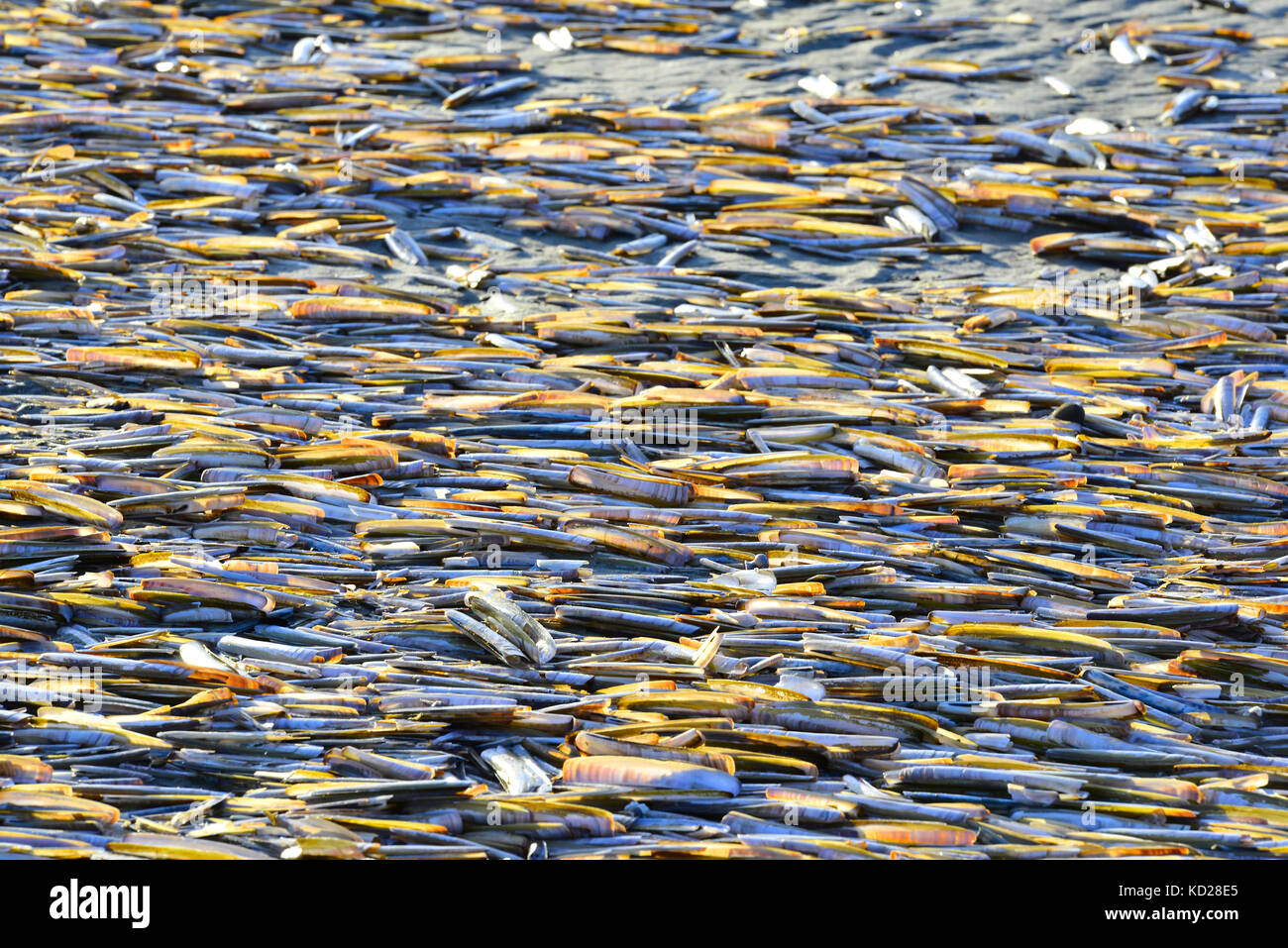 Many razor clams at coastline beach the Netherlands Stock Photo - Alamy