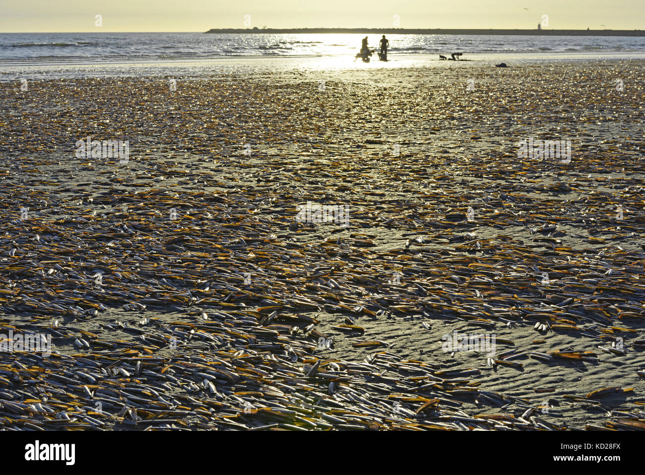 Many razor clams at coastline beach the Netherlands Stock Photo - Alamy