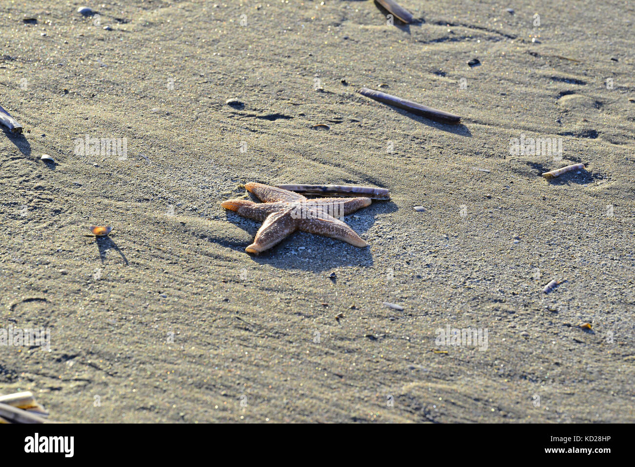 Many razor clams at coastline beach the Netherlands Stock Photo - Alamy