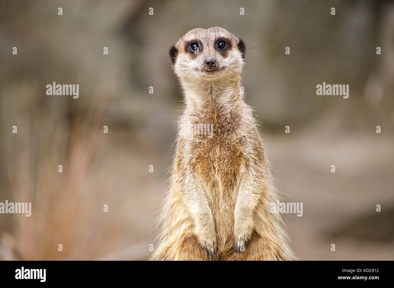 Meerkat Standing On Guard Stock Photo - Alamy