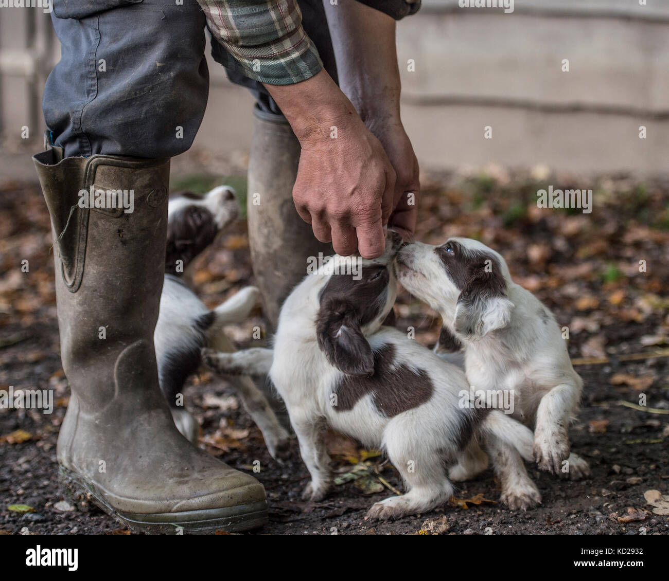 breeder with spaniel puppies Stock Photo - Alamy