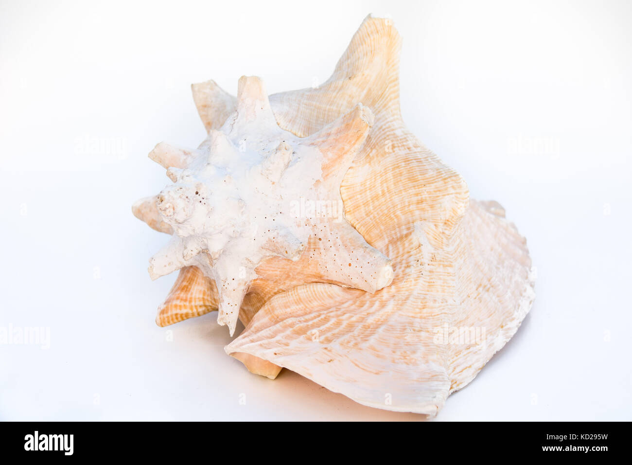 beautiful sea shell cowries, tropical sea and worm, isolated on white ...