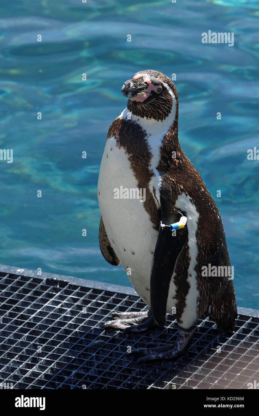 Penguin environment hi-res stock photography and images - Alamy