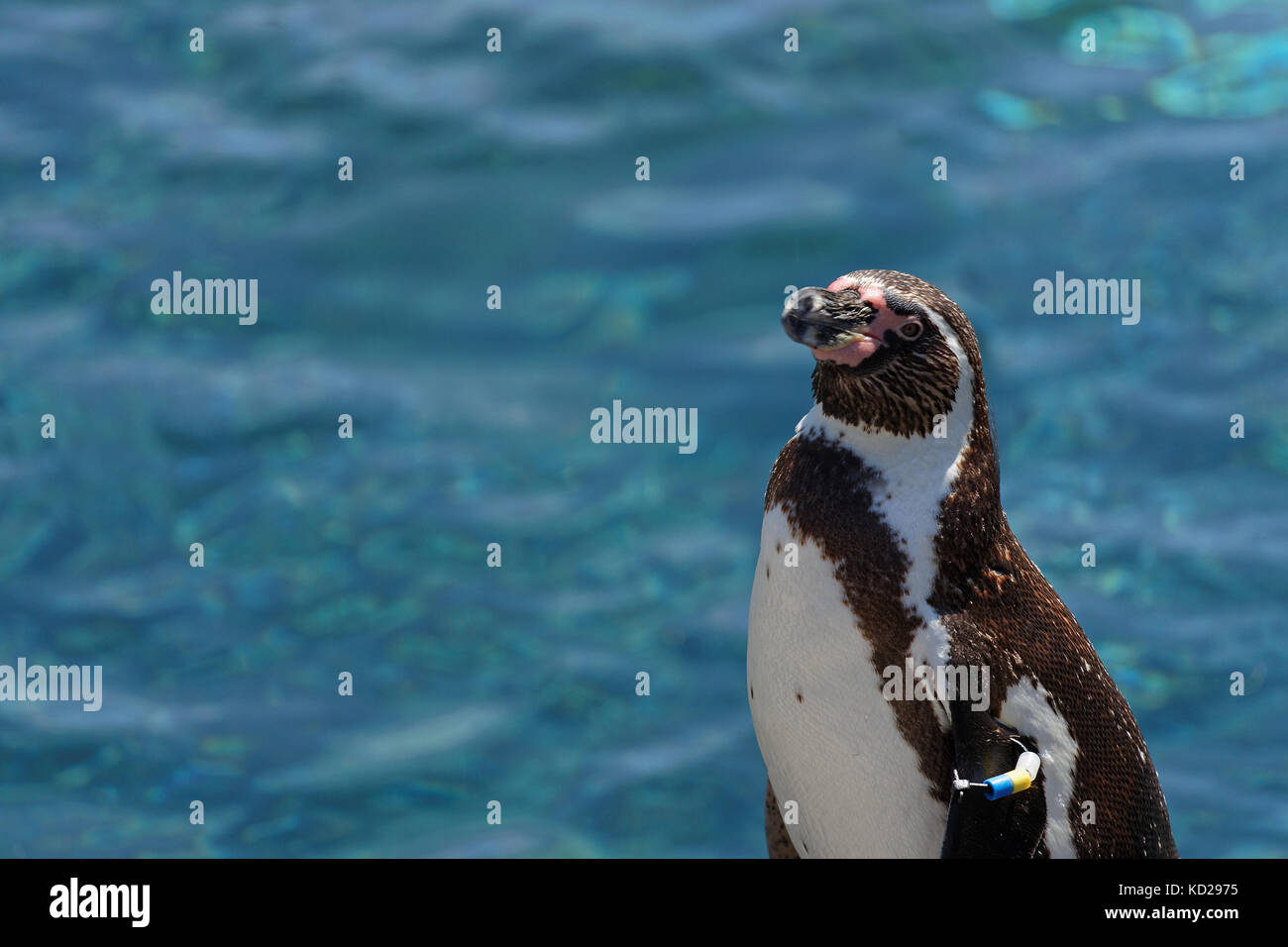 Penguin environment hi-res stock photography and images - Alamy