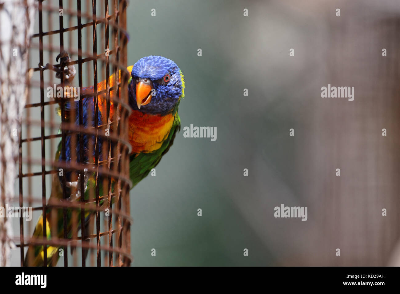 Natural cage hi-res stock photography and images - Alamy