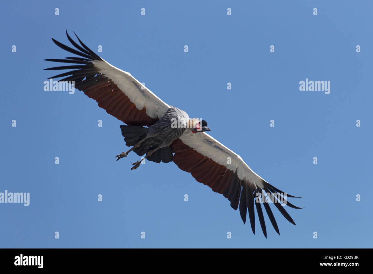 Crane flight wings hi-res stock photography and images - Alamy