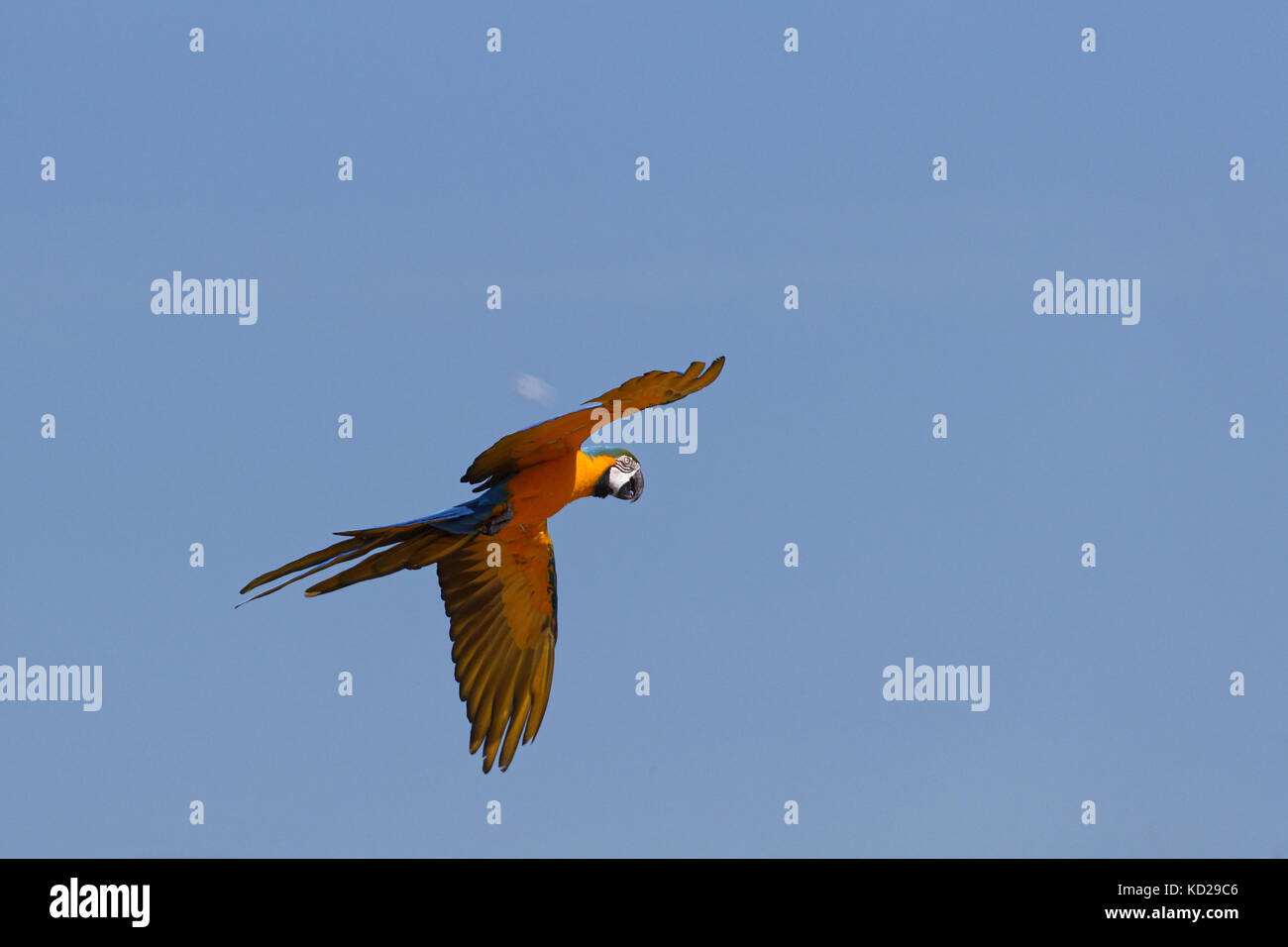 Parrot in flight Stock Photo - Alamy