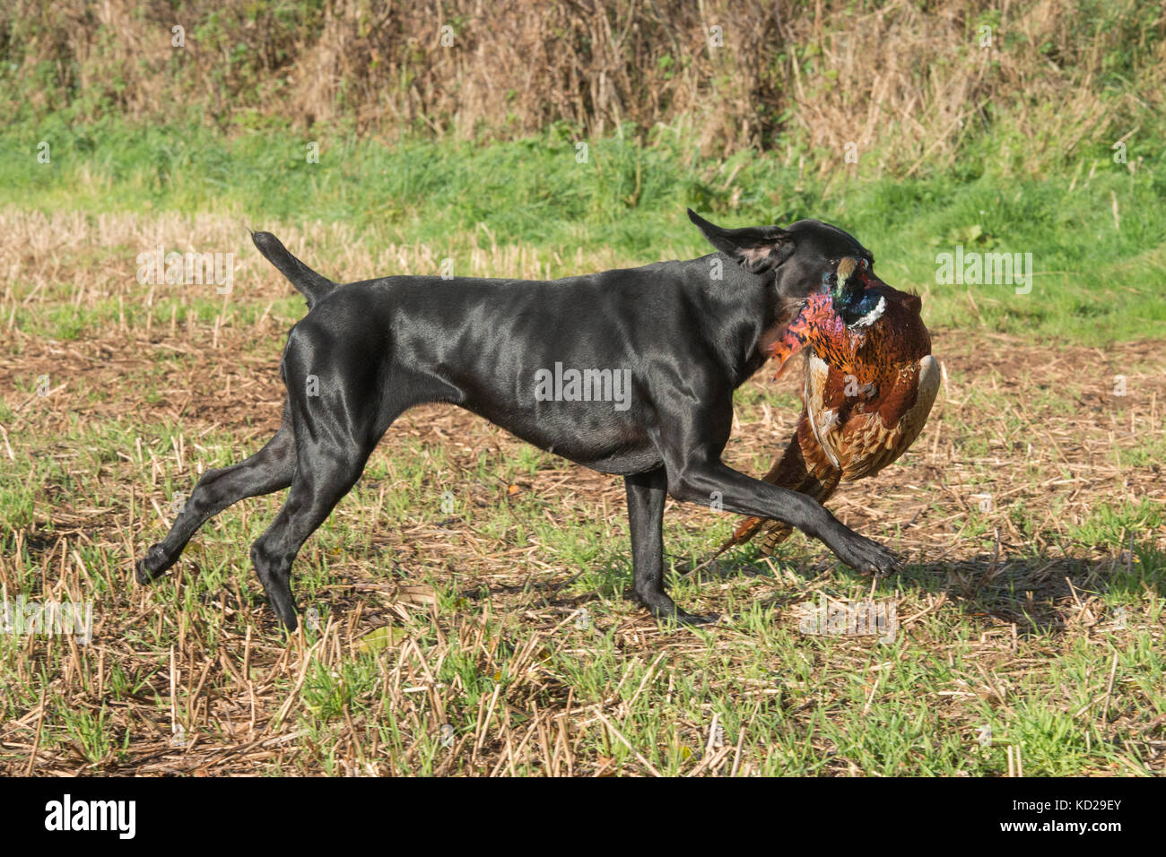 german shorthaired pointer carrying shot pheasant Stock Photo - Alamy