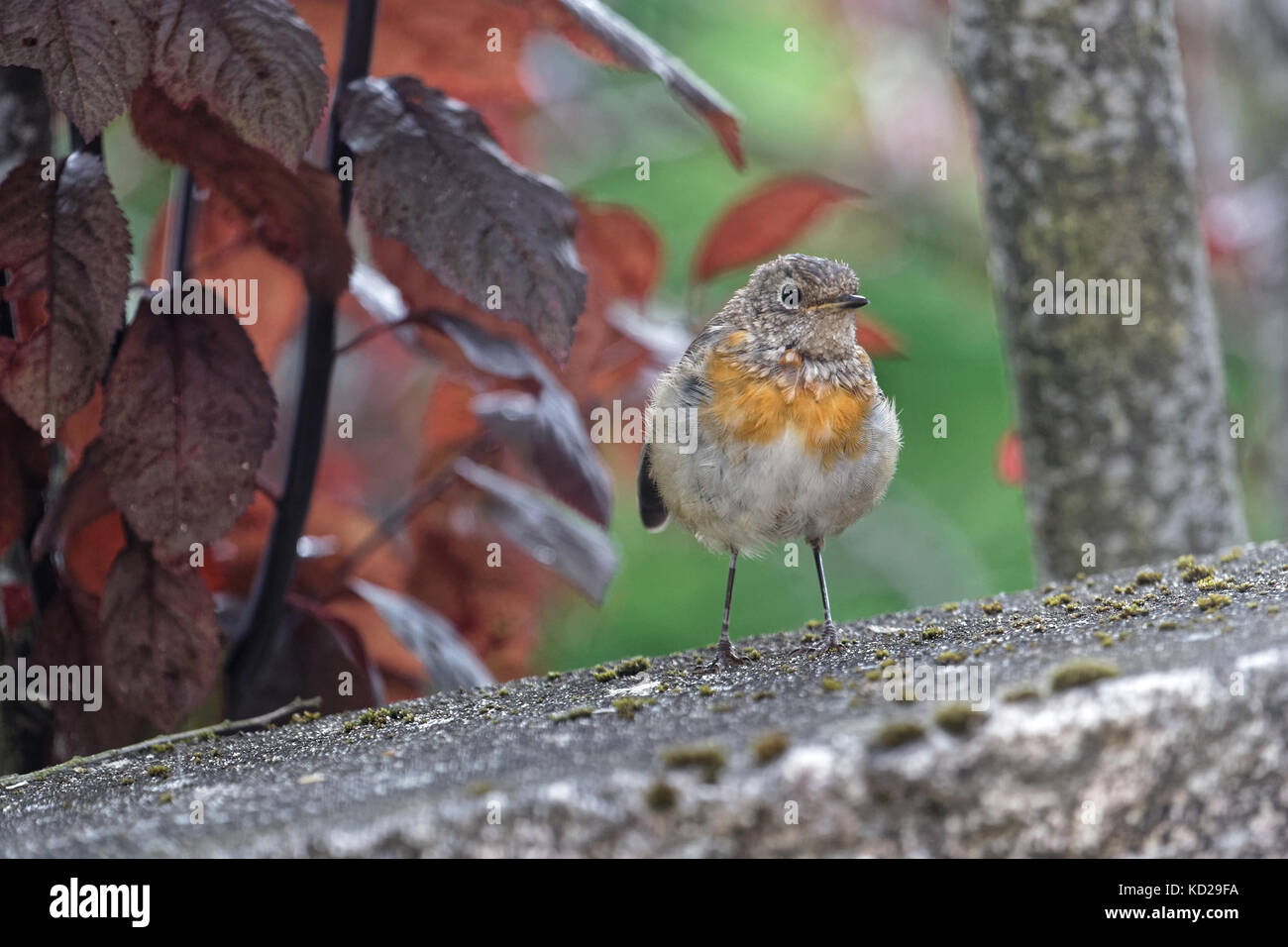 Rouge gorge hi-res stock photography and images - Alamy