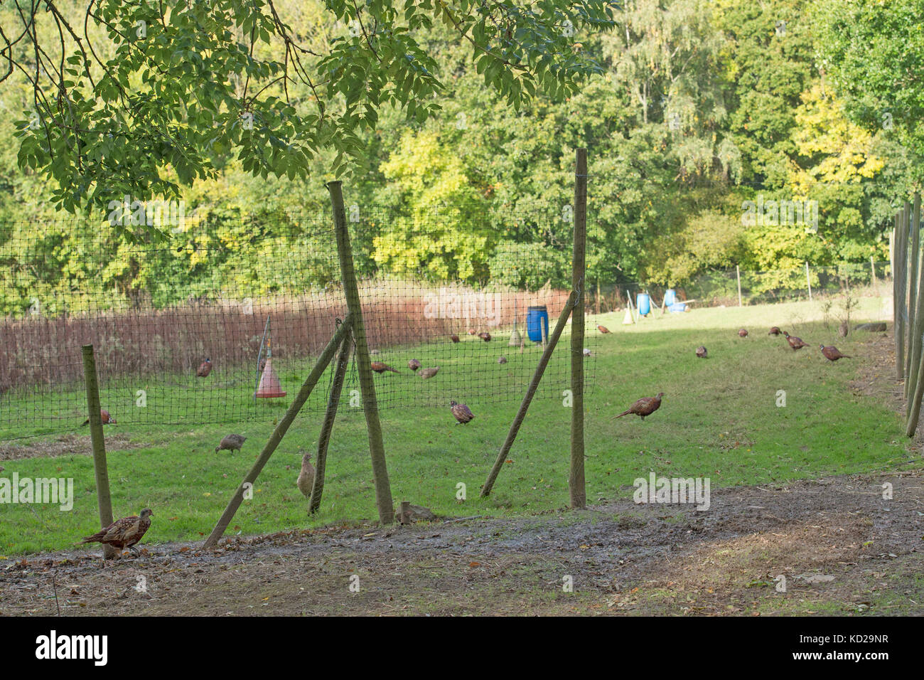 pheasant rearing enclosure pen Stock Photo - Alamy