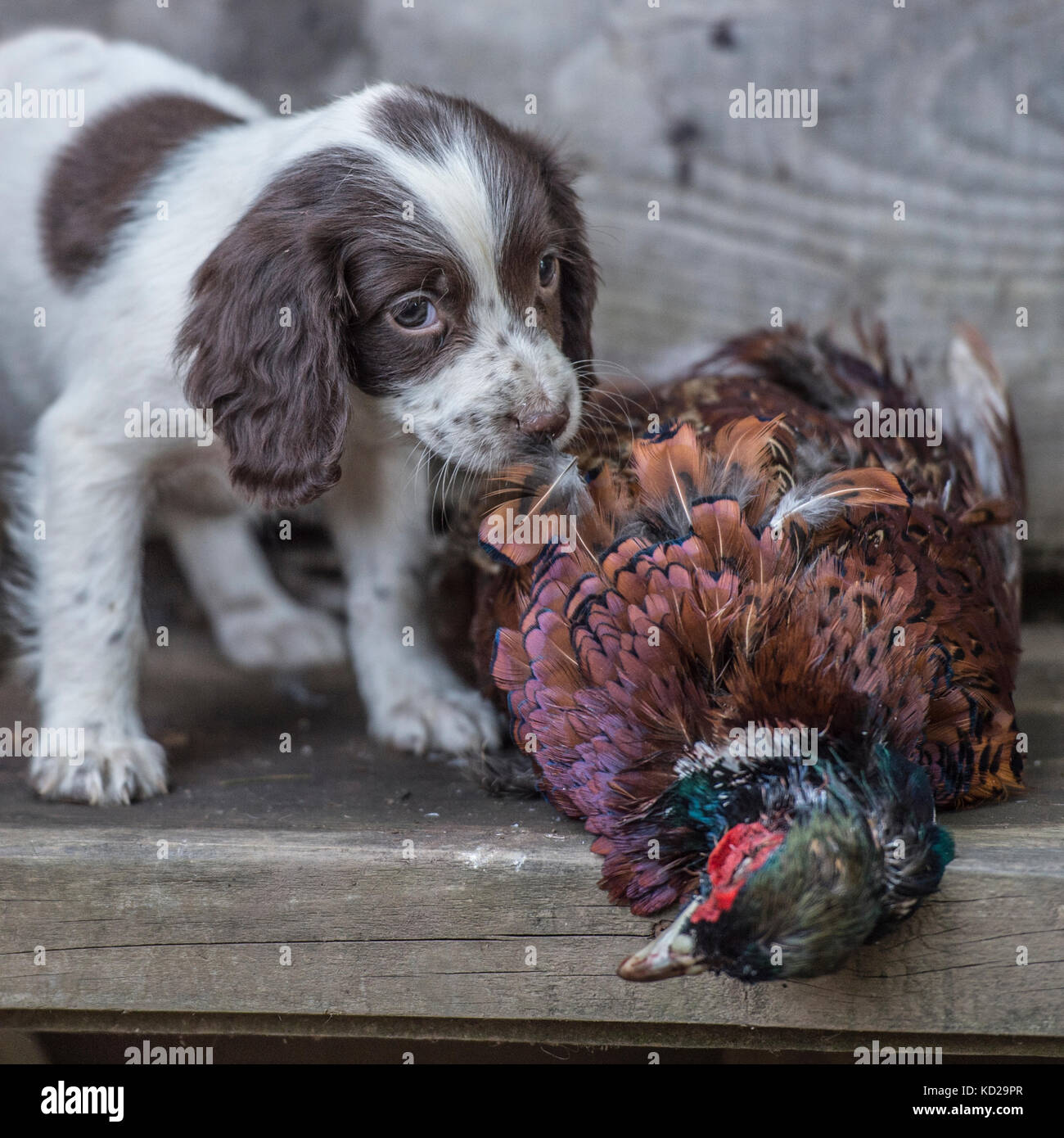 springer spaniel puppy and dead pheasant Stock Photo - Alamy
