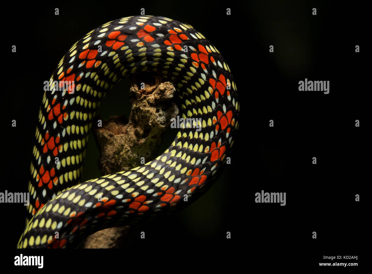 Flying snake rainforest flying hi-res stock photography and images - Alamy