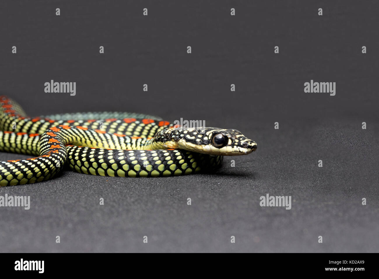 Flying snake rainforest flying hi-res stock photography and images - Alamy