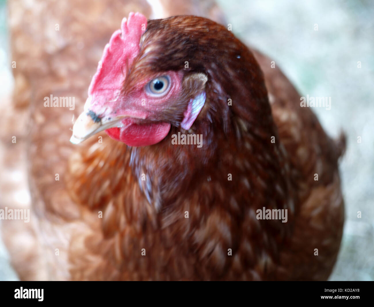 Brown feather chickens uk free range hi-res stock photography and ...