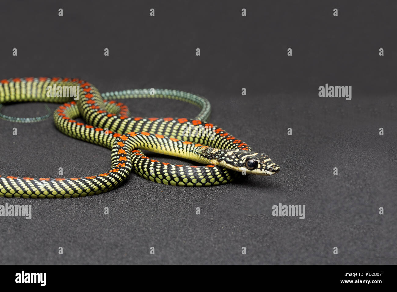 Flying snake rainforest flying hi-res stock photography and images - Alamy