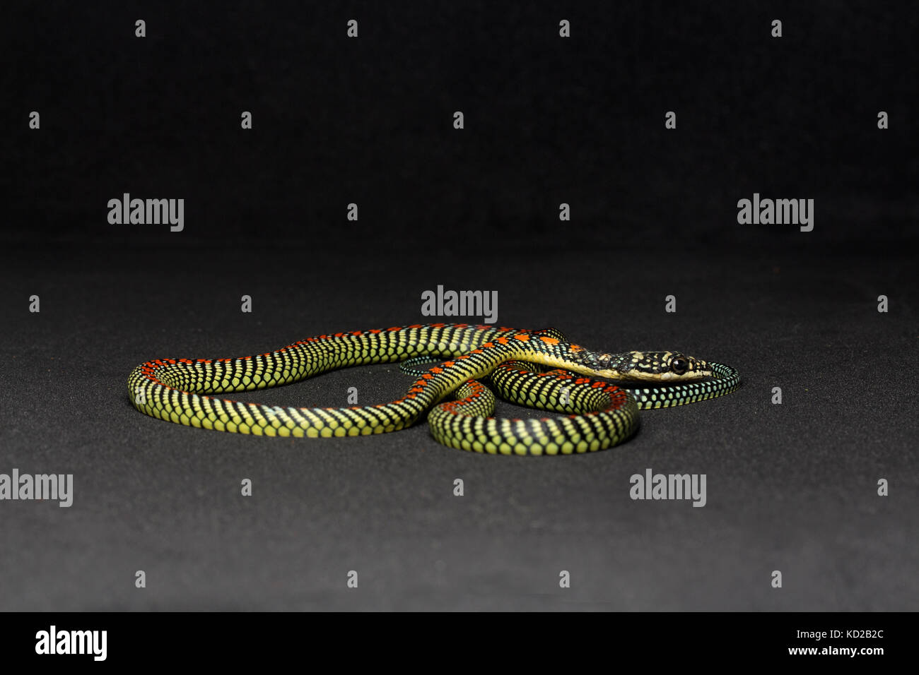 Flying snake rainforest flying hi-res stock photography and images - Alamy