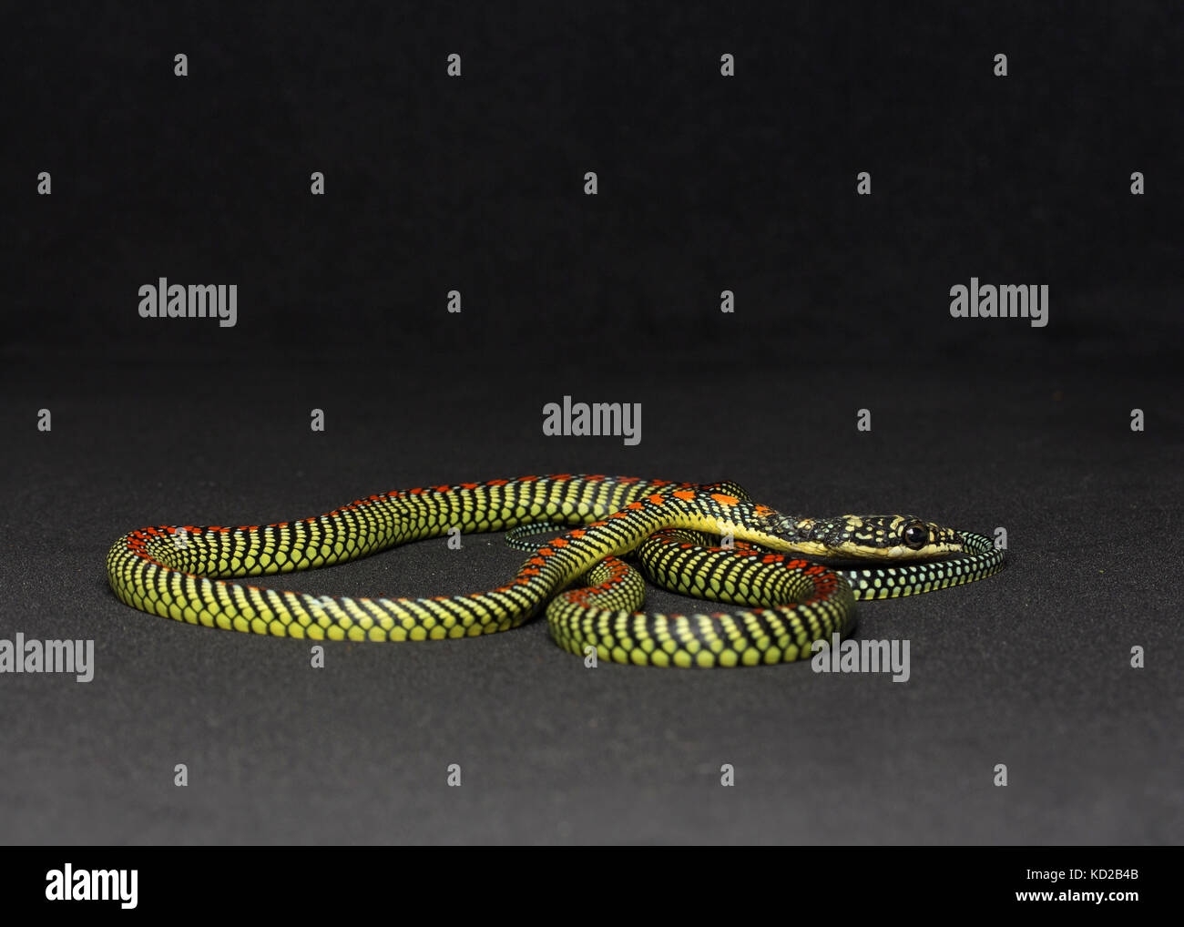 Flying snake rainforest flying hi-res stock photography and images - Alamy