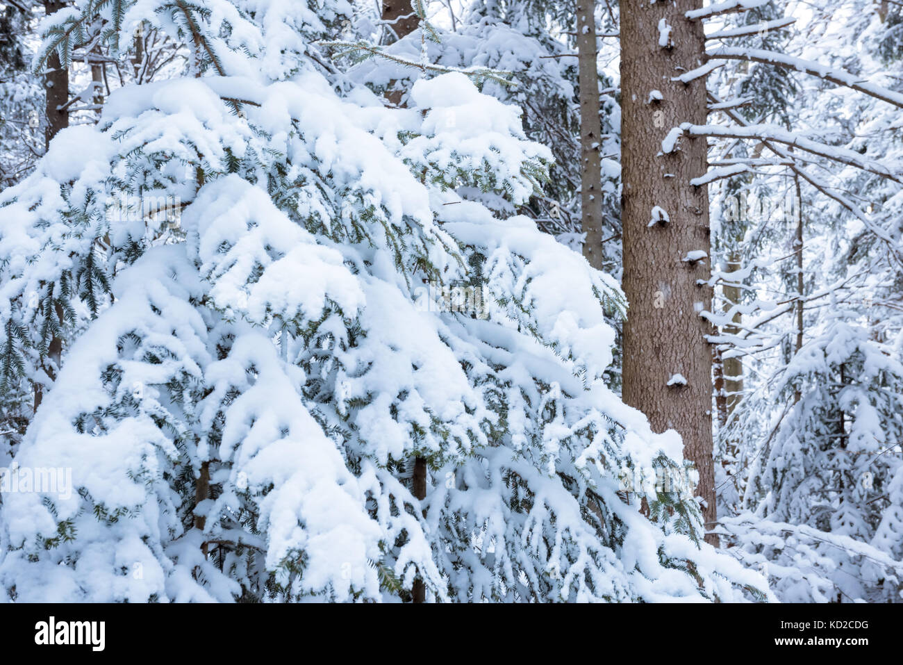 Fir branches covered snow hi-res stock photography and images - Alamy