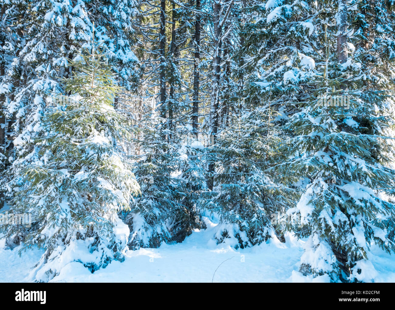 Fir branches covered snow hi-res stock photography and images - Alamy