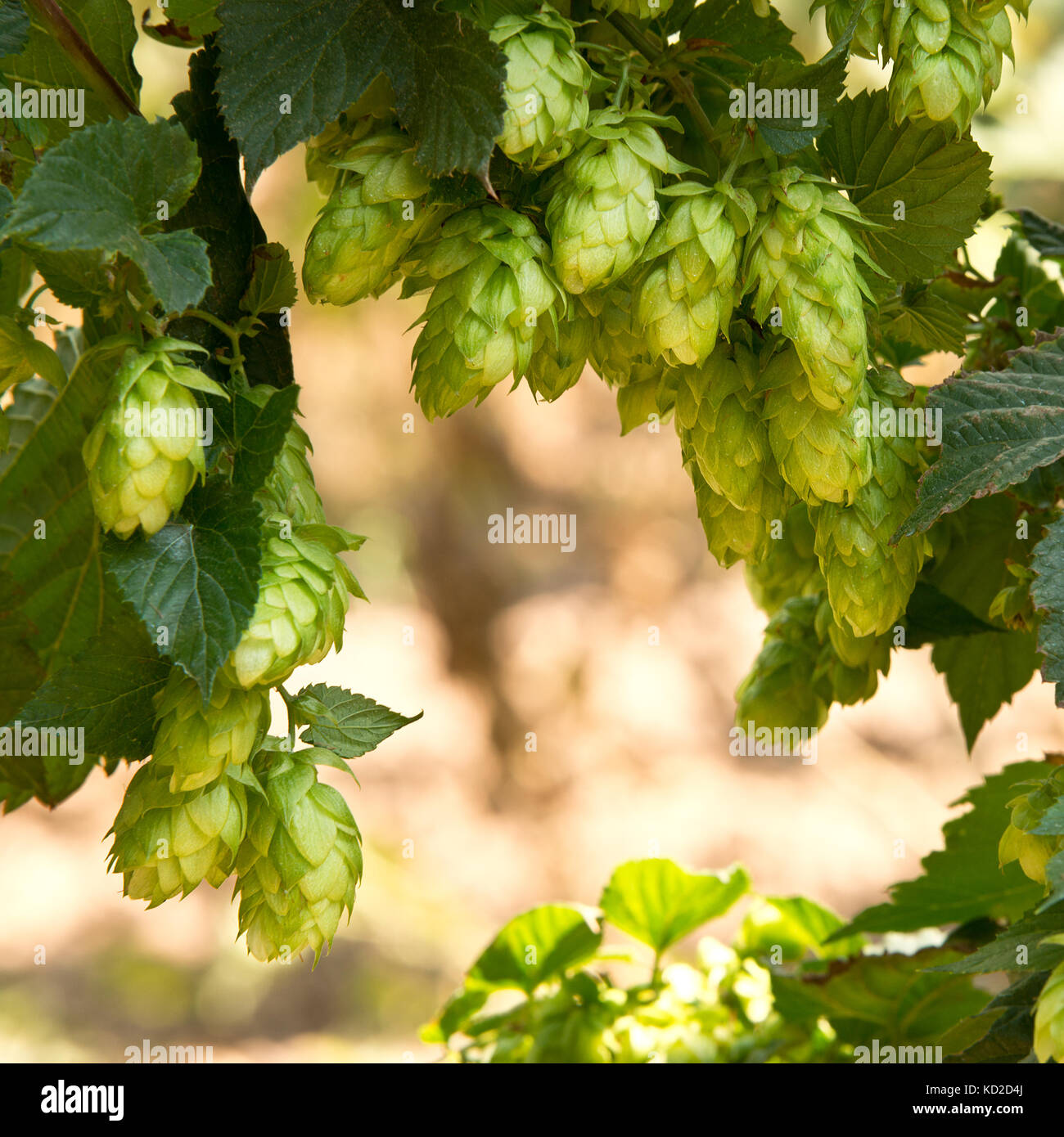 detail of hop cones in the hop field Stock Photo - Alamy