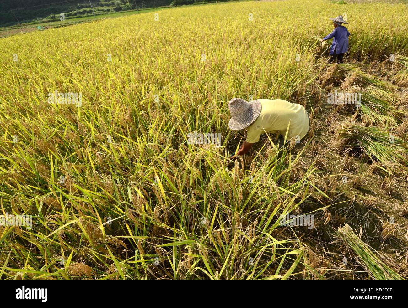 Qingwei hi-res stock photography and images - Alamy
