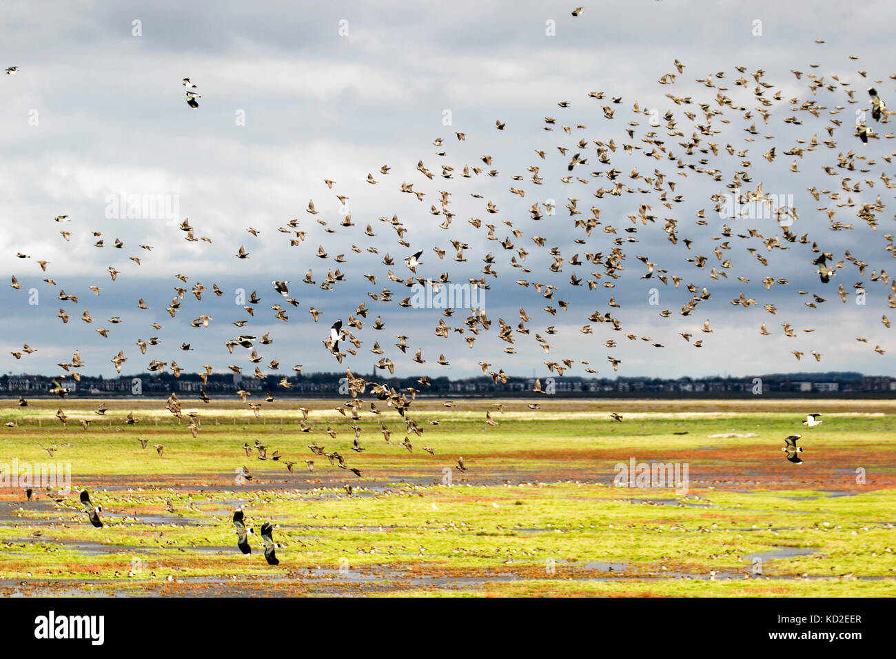 Ribble marsh nature reserve hi-res stock photography and images - Alamy