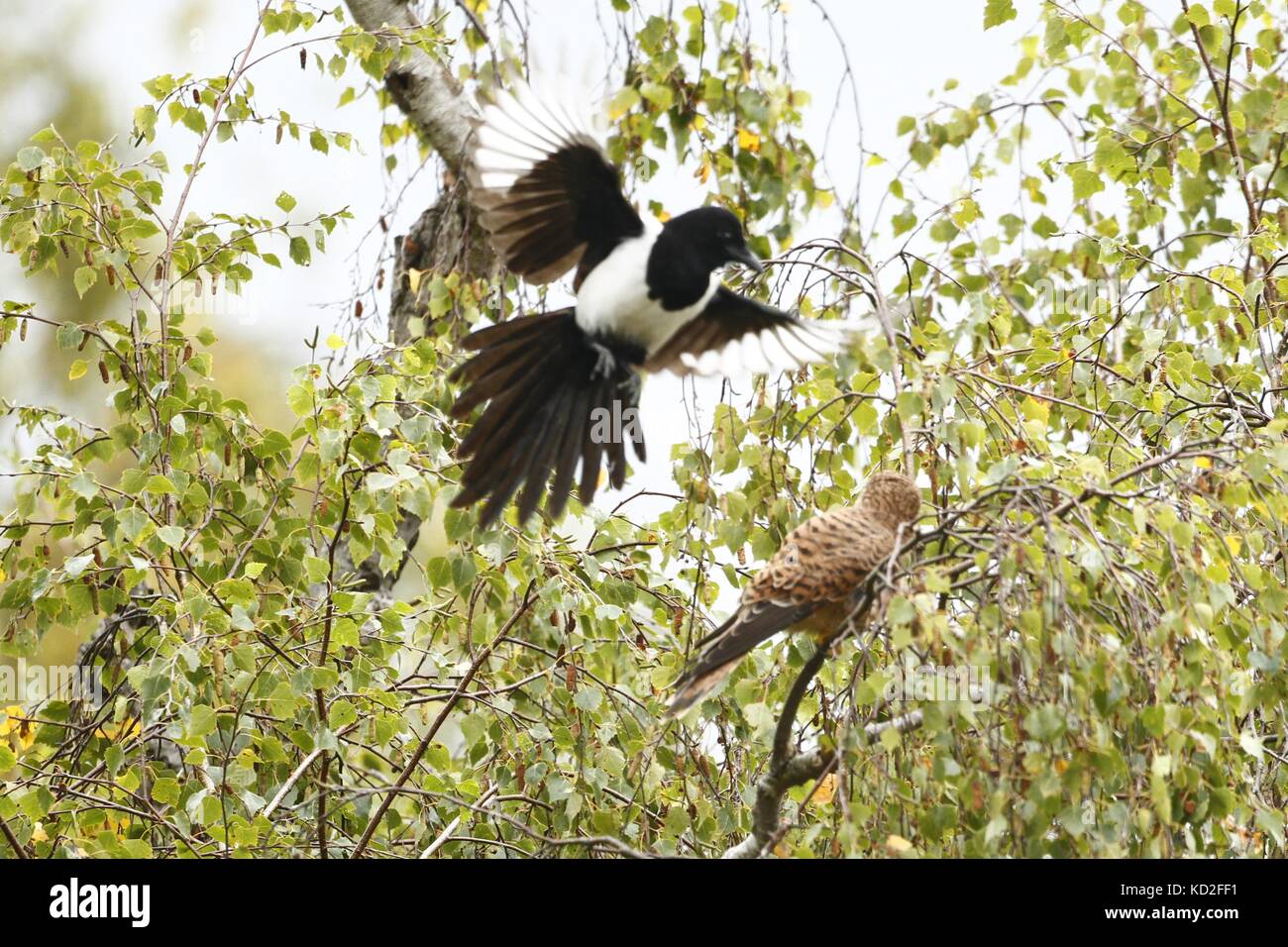 Richmond park london pair hi-res stock photography and images - Alamy