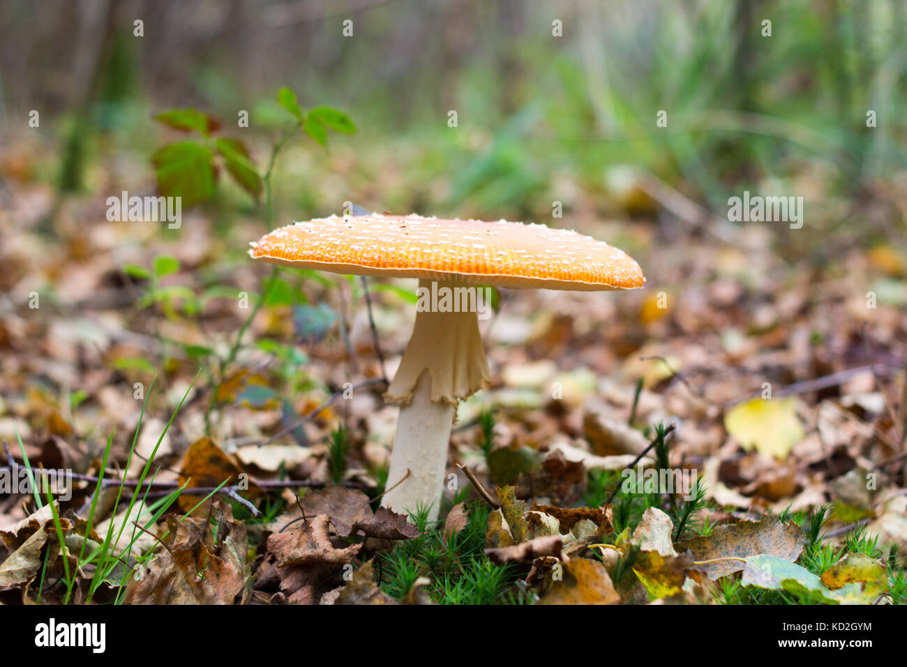 Orange toadstool, New Forest, Hampshire, UK, October Stock Photo - Alamy